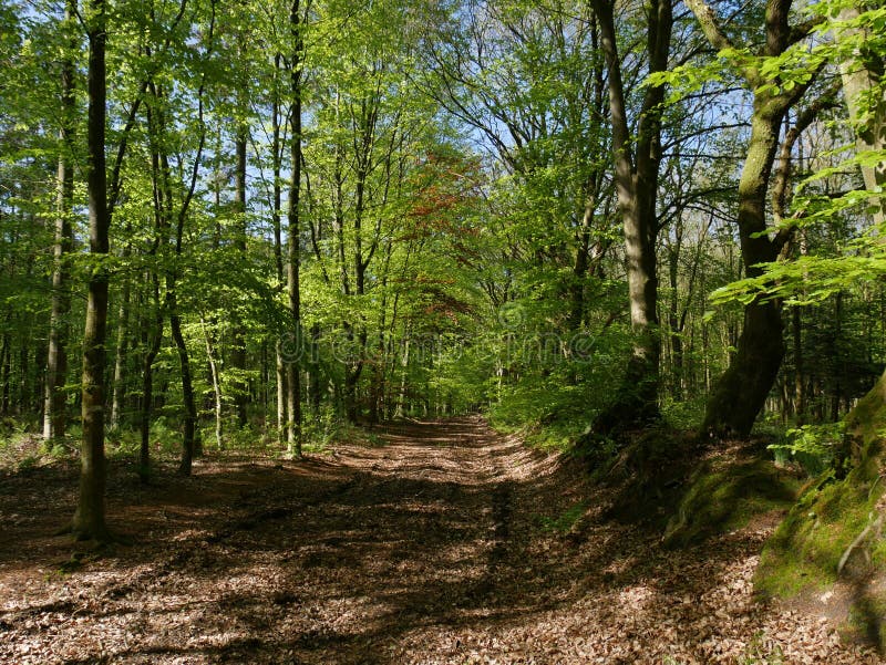 Woodland, Ecosystem, Nature Reserve, Forest Picture. Image: 118325980