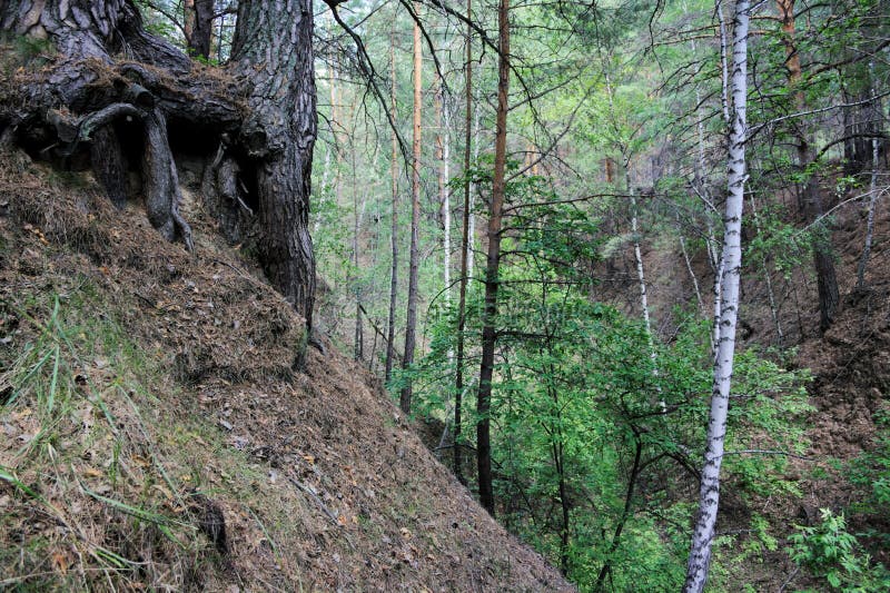 Woodland, Ecosystem, Tree, Nature Reserve Picture. Image: 113059135