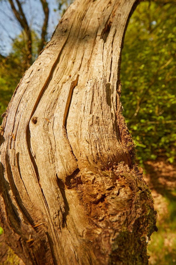 Split Tree Closeup Detail Texture In Woodland Stock Photo - Image of ...