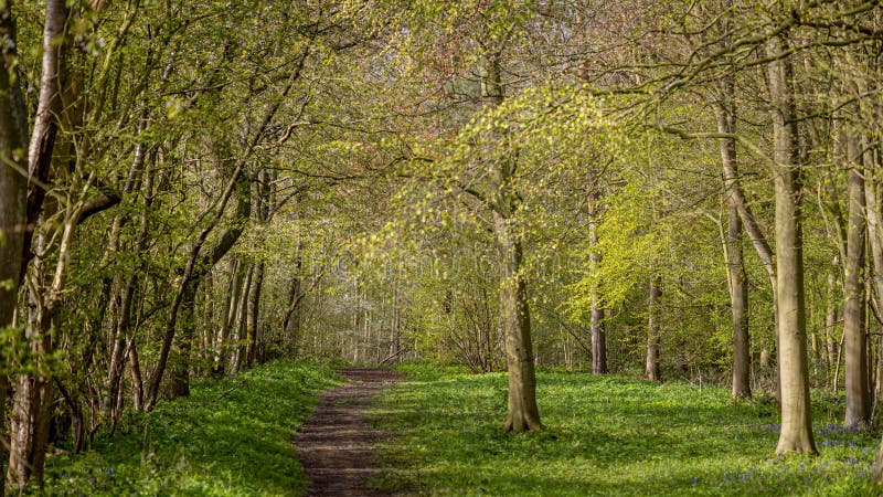 Spring View of a Wooded Footpath Stock Photo - Image of green ...