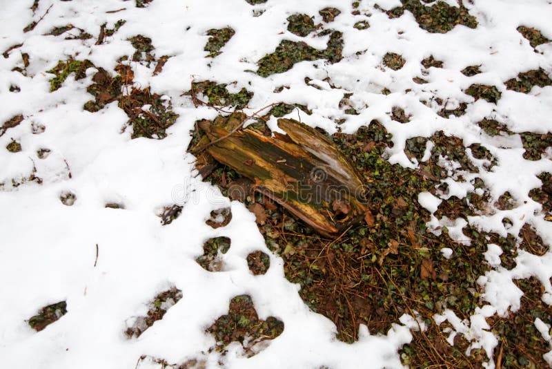 Woodland and Forest Ground Covered with Layer of Snow. Close Up. Part ...