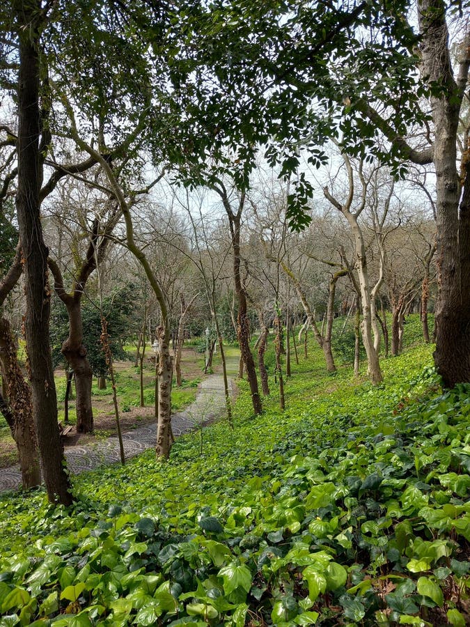 Woodland, Forestway, Nature, Greenery Stock Photo - Image of garden ...