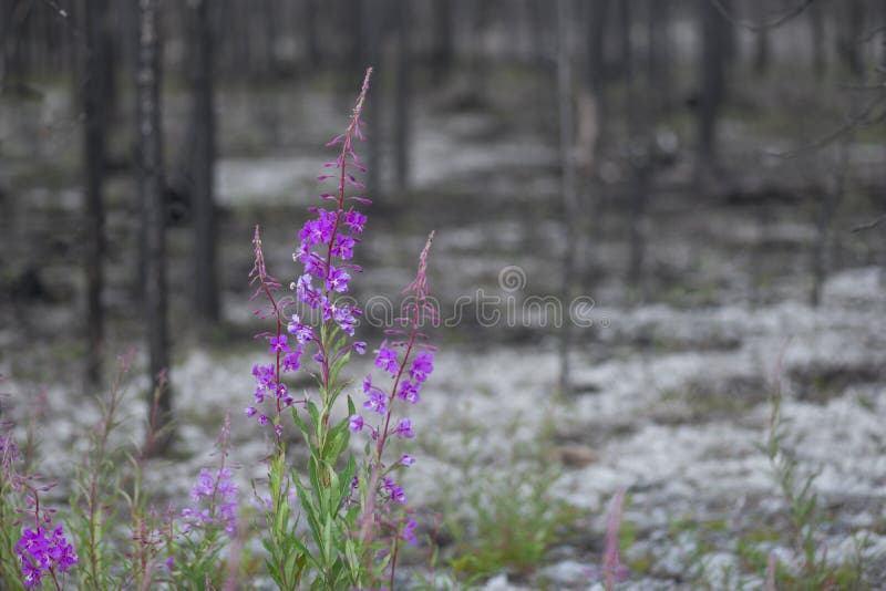 Woodland Geranium in Forest after Fire Stock Photo - Image of geranium ...