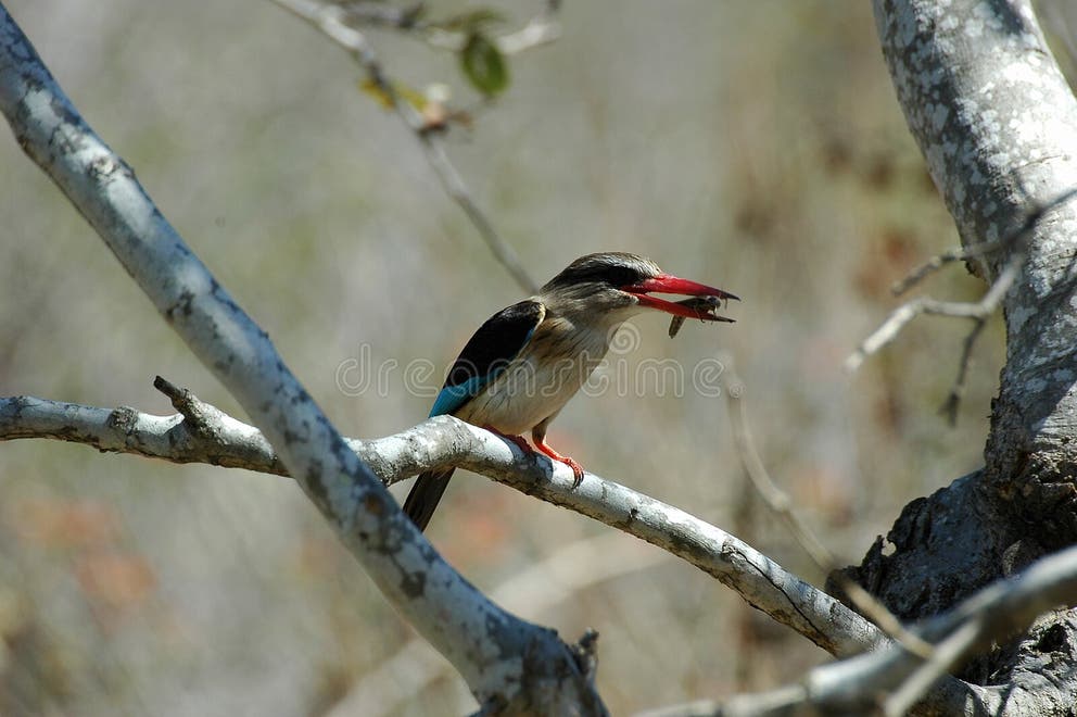 Woodland kingfisher stock photo. Image of wood, kruger - 1365738
