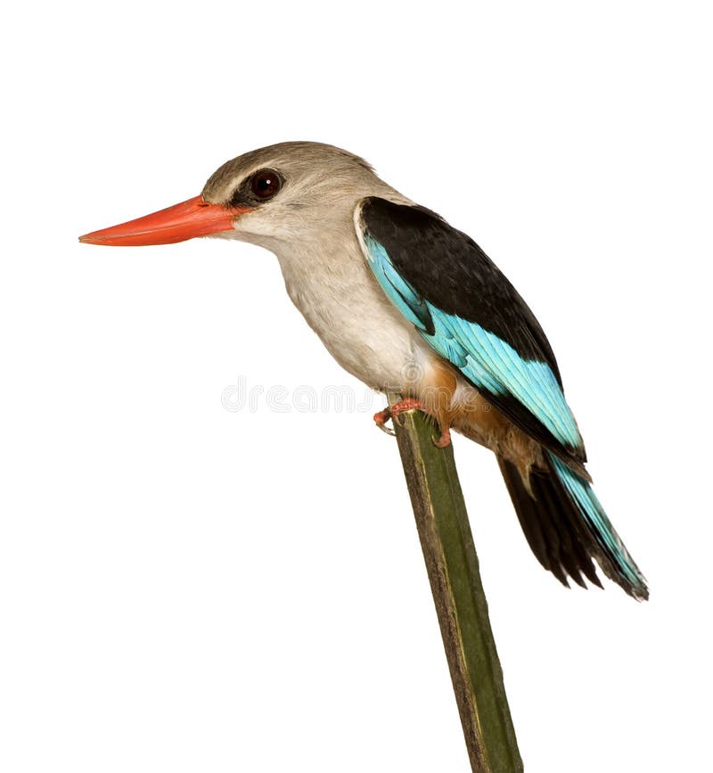 Woodland kingfisher bird stock image. Image of brown - 51320219
