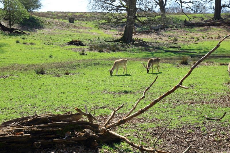 Woodland Landscape with Deer Grazing in the Meadow Stock Photo - Image ...