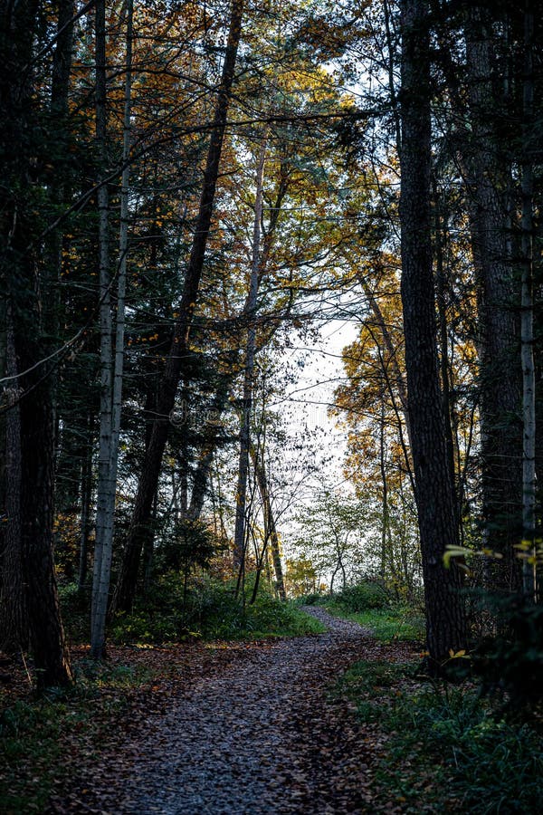 Woodland Lane through the Colorful Autumn Forest Stock Image - Image of ...