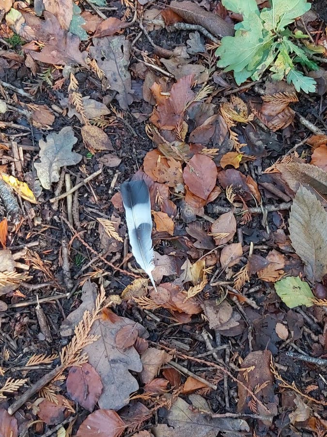 Woodland Leaf Forest Floor Feather Oak Nature Scene Stock Photo - Image ...
