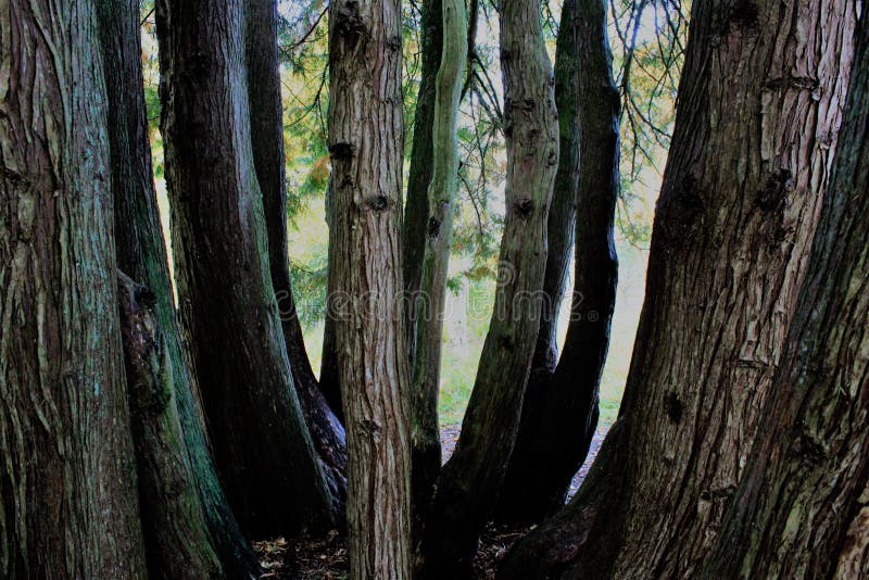 A lot of trees stock photo. Image of design, calm, alot - 199947070