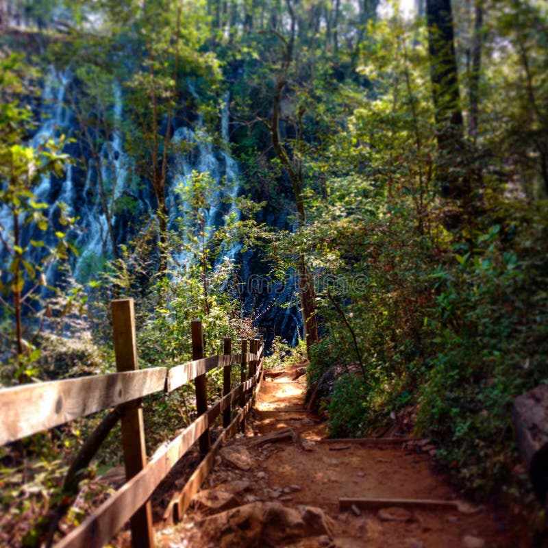 Woodland Magic way stock photo. Image of jungle, sunlight - 199720632