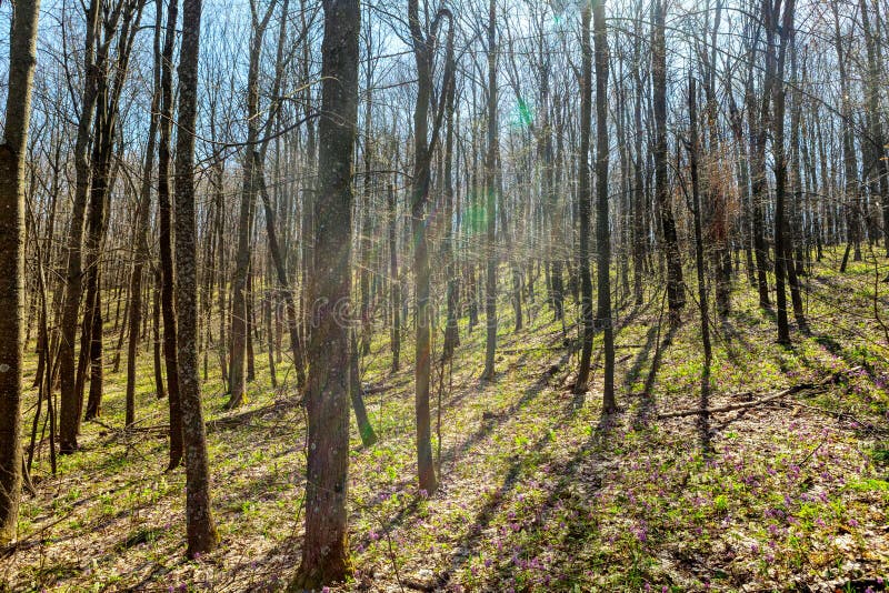 Woodland in march stock image. Image of season, spring - 211258917