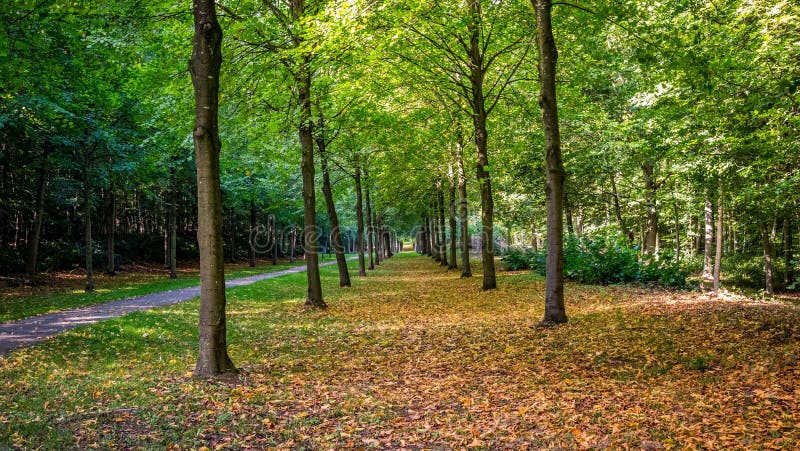 Woodland, Nature, Ecosystem, Nature Reserve Picture. Image: 115877476