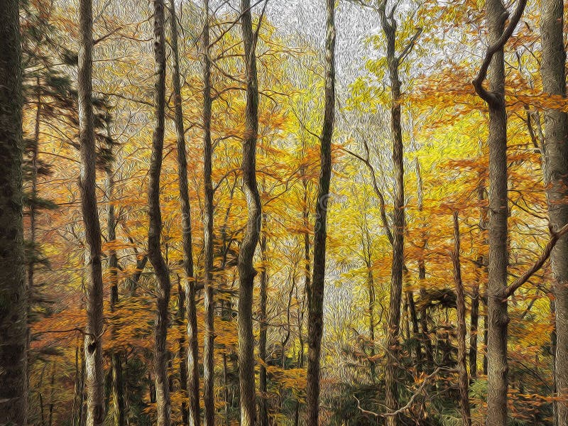 Woodland, Nature, Ecosystem, Temperate Broadleaf and Mixed Forest Stock ...