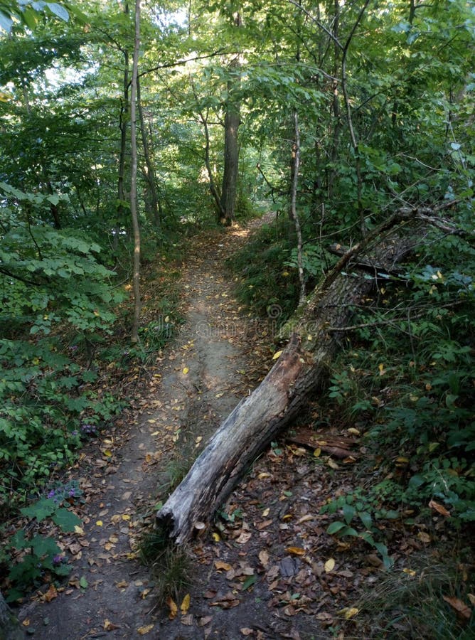 Woodland Nature Tree Water Earth Stock Photo - Image of water, tree ...