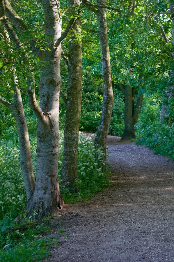 Woodland path stock image. Image of countryside, adventure - 19929367