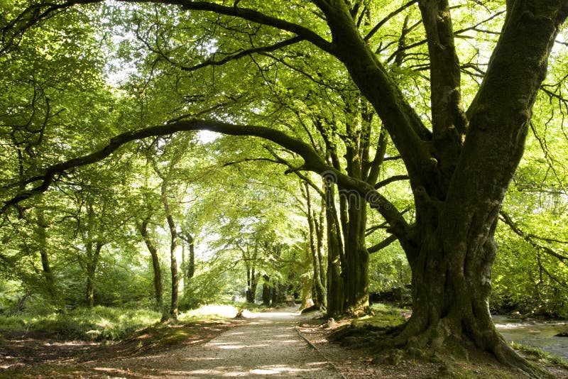 Woodland path stock image. Image of branches, summer, leaves - 5897141