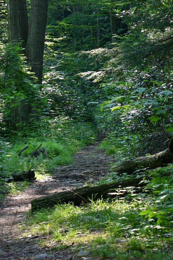 Woodland path stock image. Image of natural, serene, stroll - 953871