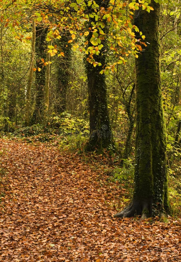 Woodland Path stock image. Image of british, forest, britain - 2944399