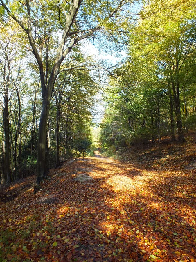 Woodland path in Autumn stock photo. Image of rural, autumnal - 87900684
