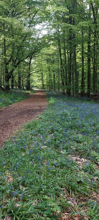 Woodland Path through a Bluebell Glade. Stock Photo - Image of carpet ...
