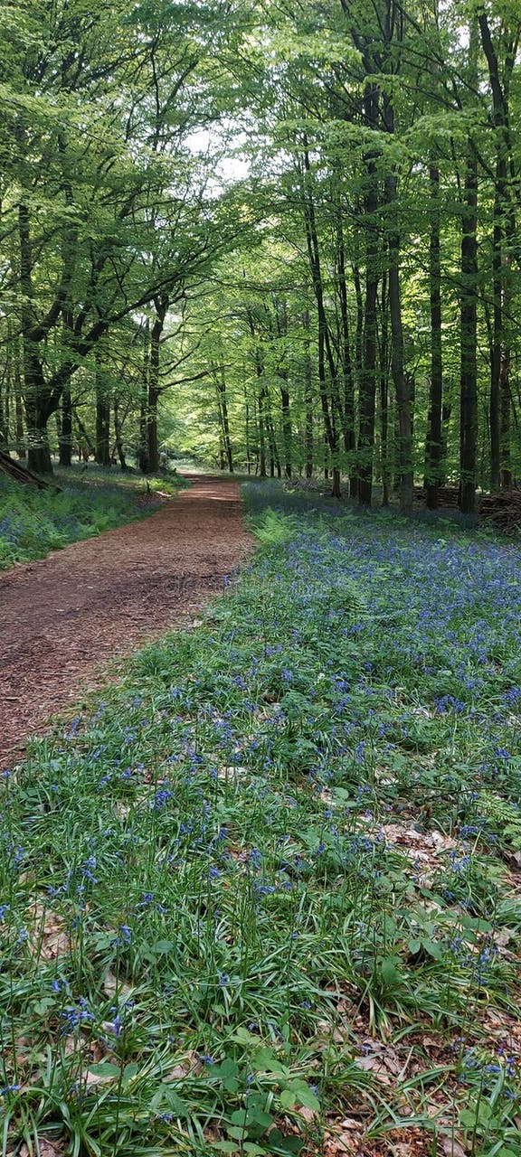 Woodland Path through a Bluebell Glade. Stock Photo - Image of carpet ...