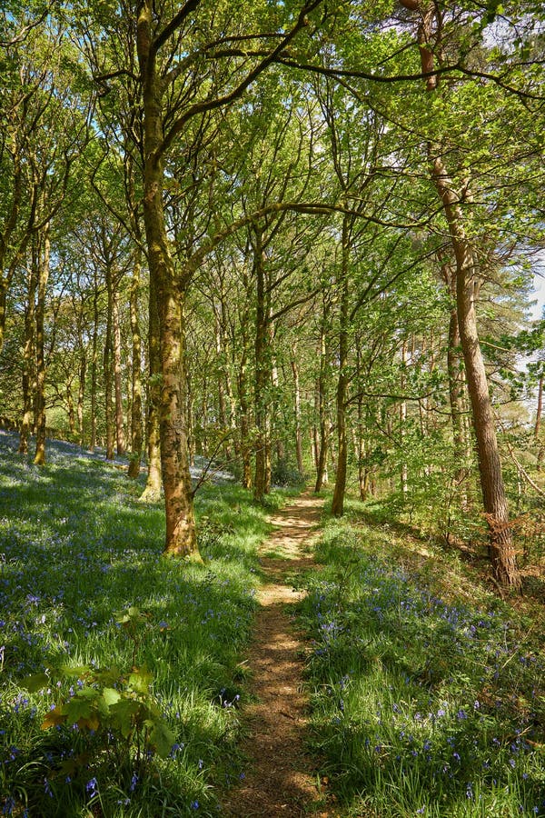 Woodland Path through Bluebell Meadow Stock Image - Image of high ...