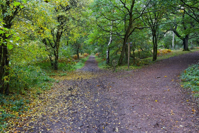 Wide Woodland Footpath Branches into Two on a Damp Autumn Day Stock ...