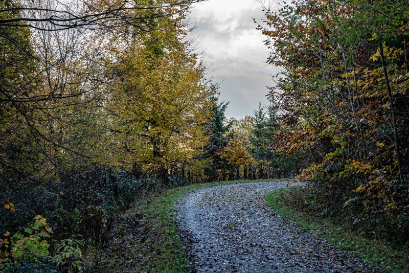 Woodland Path through the Colorful and Dark Forest Stock Photo - Image ...