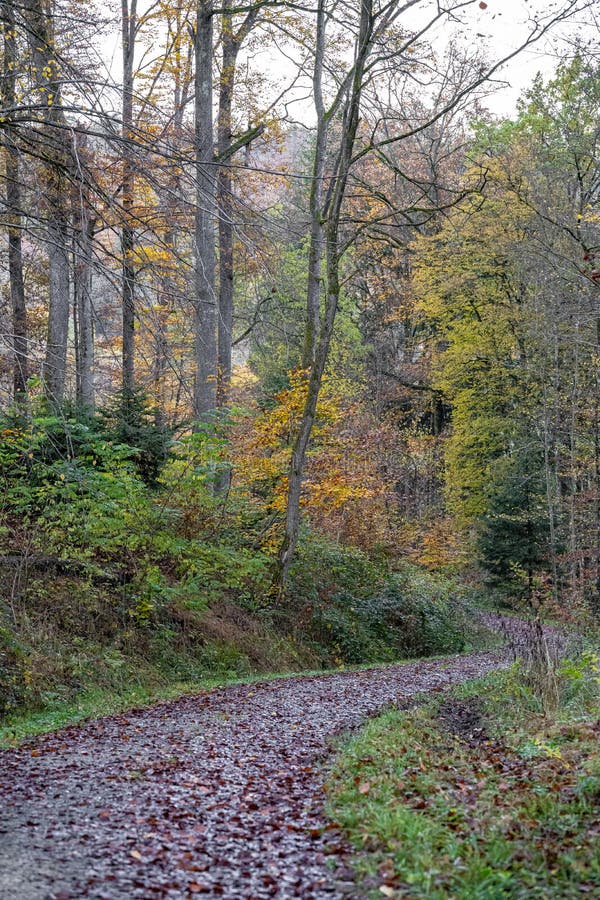 Woodland Path through the Colorful and Dark Forest Stock Photo - Image ...