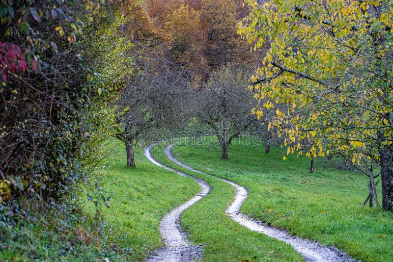 Woodland Path through the Colorful Field of Apple Trees Stock Photo ...