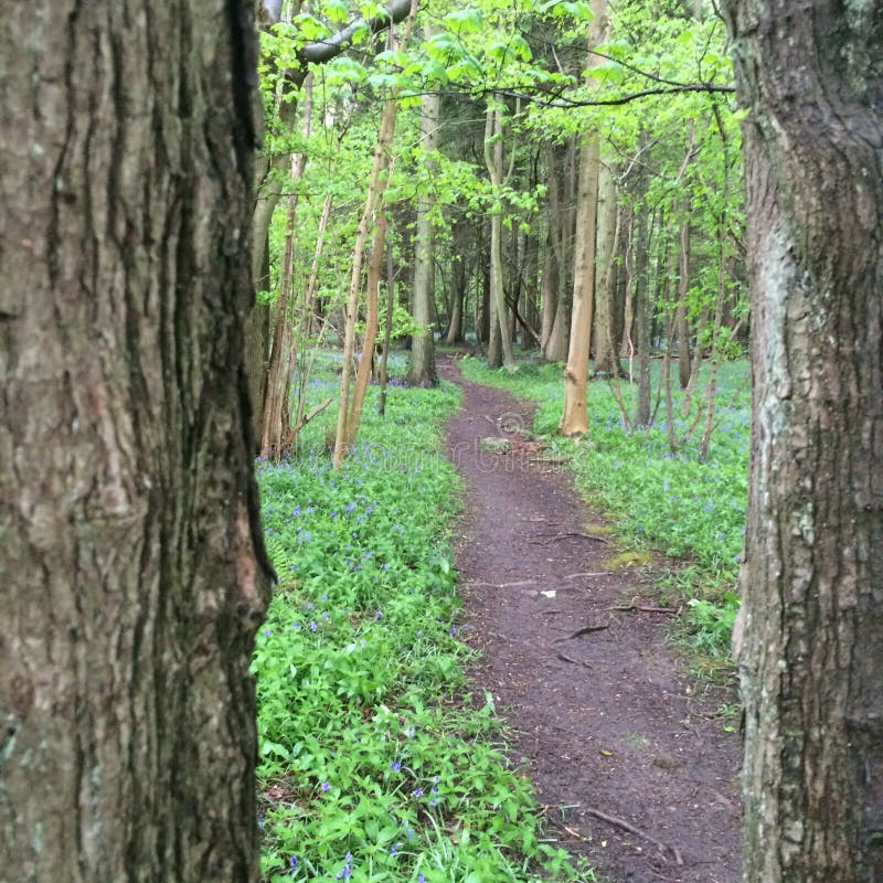 Woodland Path through Dense Trees Stock Photo - Image of pathway, tree ...