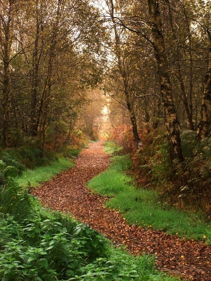 Woodland Path stock image. Image of british, forest, britain - 2944399