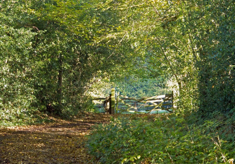 Woodland Path and Gate stock image. Image of woodland - 27746155