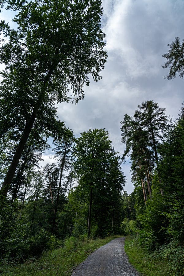 Woodland Path through the Green and Dark Forest Stock Photo - Image of ...