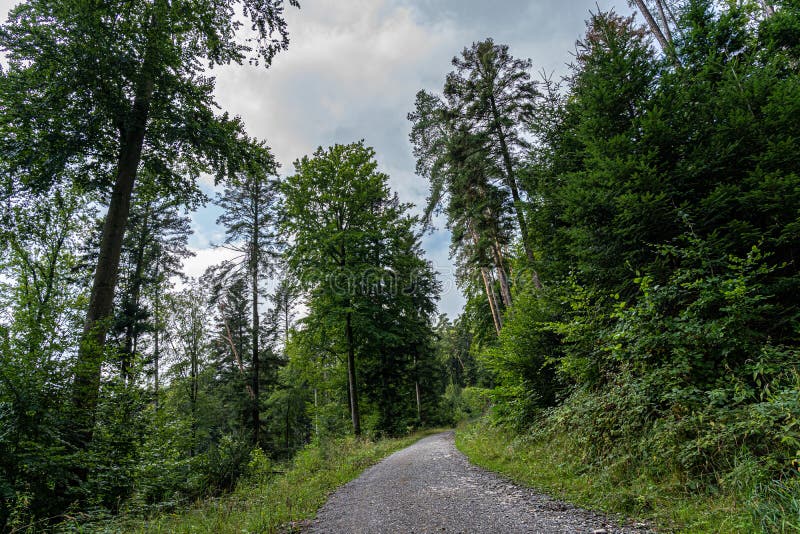 Woodland Path through the Green and Dark Forest Stock Photo - Image of ...