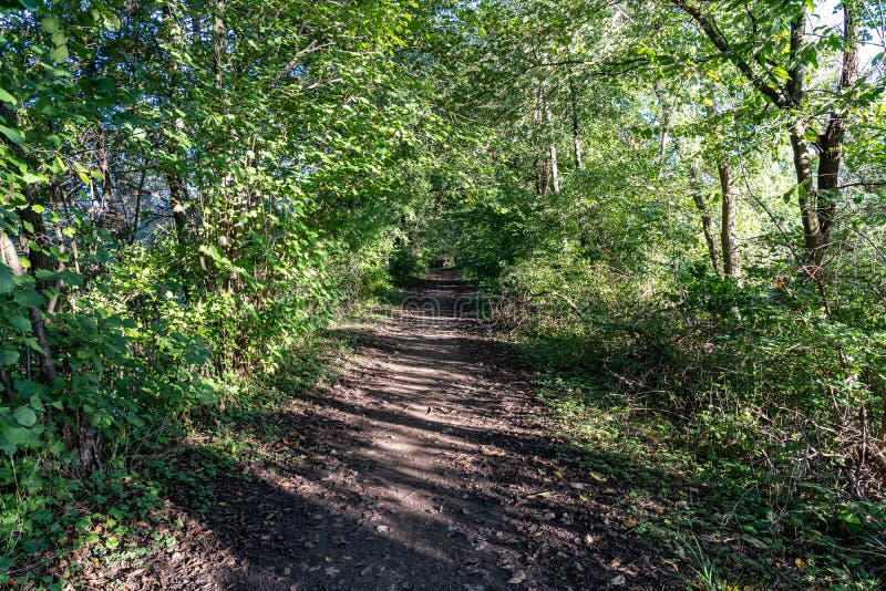 Woodland Path through the Green and Dark Forest Stock Image - Image of ...
