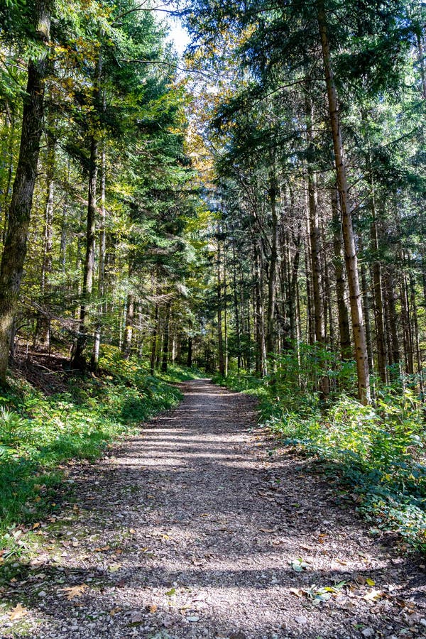 Woodland Path through the Green and Dark Forest of Shadows Stock Photo ...
