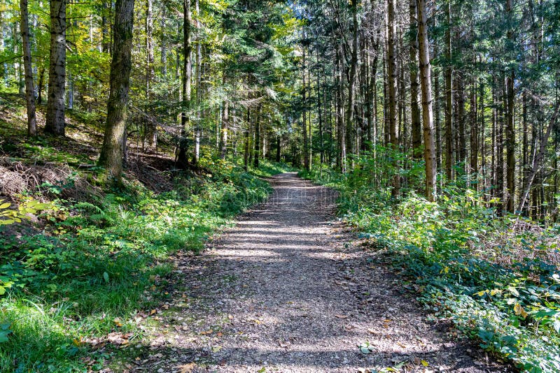 Woodland Path through the Green and Dark Forest of Shadows Stock Image ...