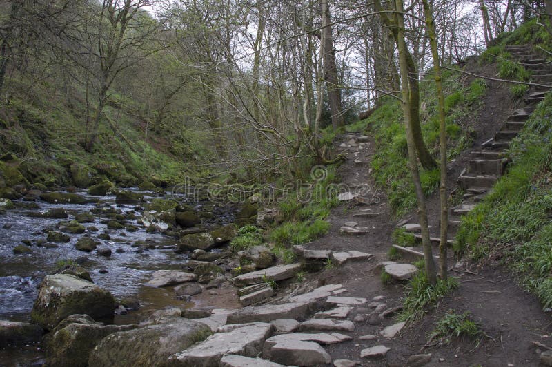 Woodland path stock photo. Image of serene, relaxing - 40298248