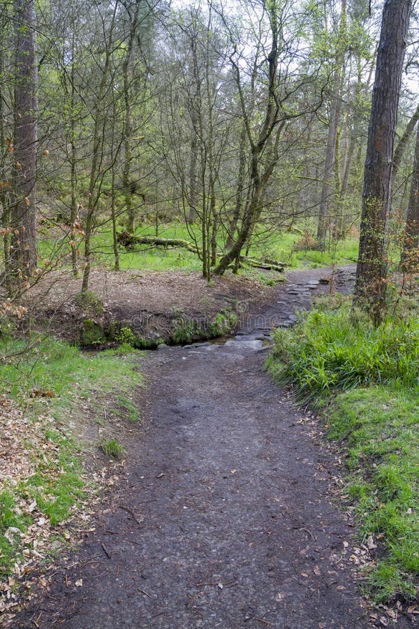 Woodland path stock photo. Image of serene, relaxing - 40298248