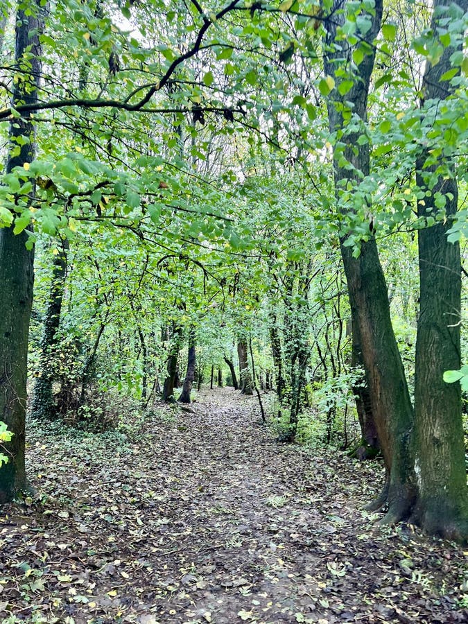 Woodland Path stock image. Image of path, nature, footpath - 294396969