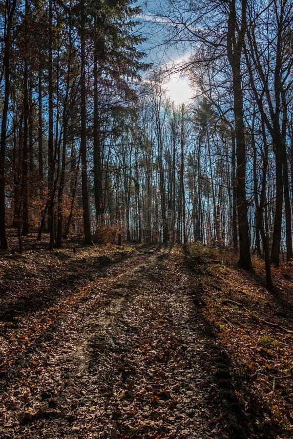 Woodland Path in the Middle of the Forest and the Sun Stock Photo ...