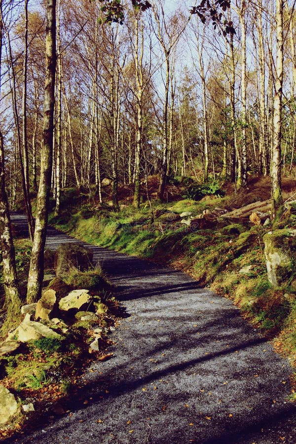 Woodland path in Scotland stock photo. Image of play - 50216778