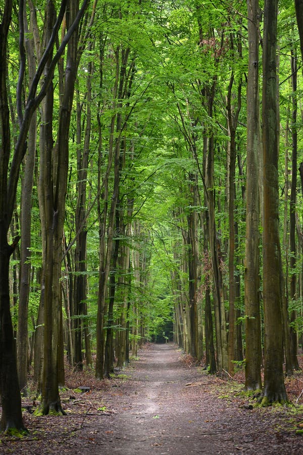 Woodland path stock photo. Image of beech, lumber, lane - 75910788
