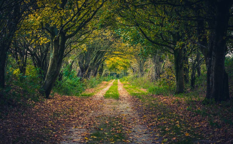 Woodland Path through Trees in Autumn Stock Photo - Image of trail ...