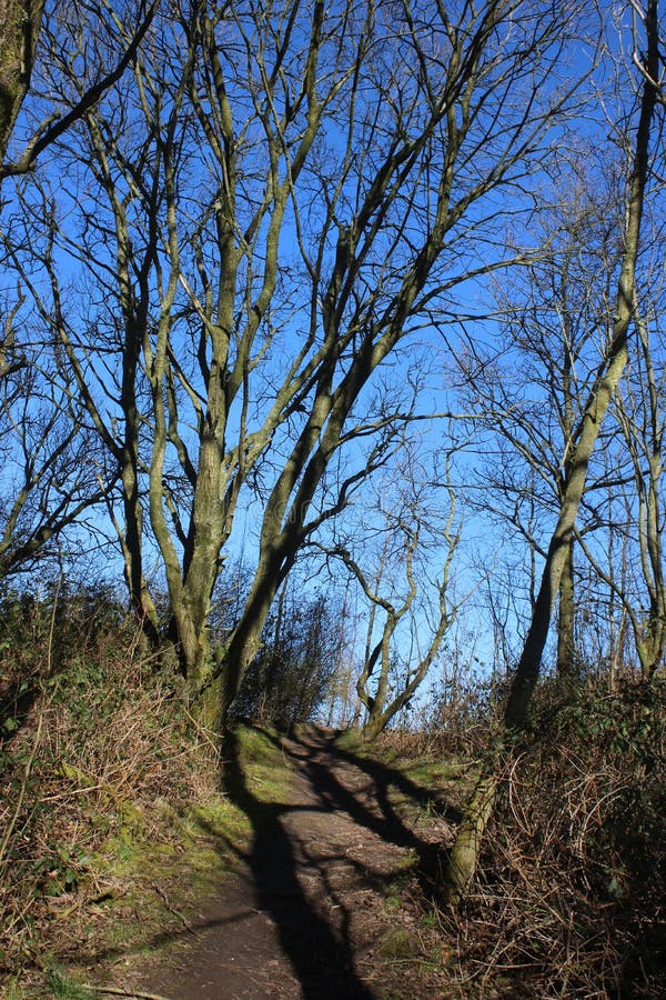 Woodland Path through Trees in Spring, Pilling Stock Image - Image of ...