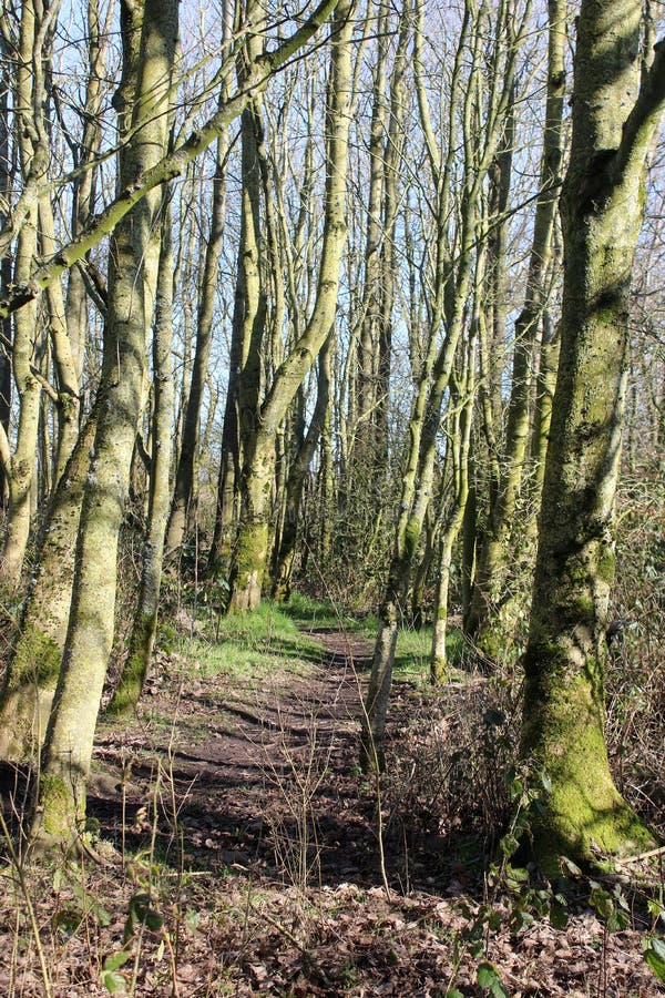 Woodland Path through Trees in Spring, Pilling Stock Photo - Image of ...