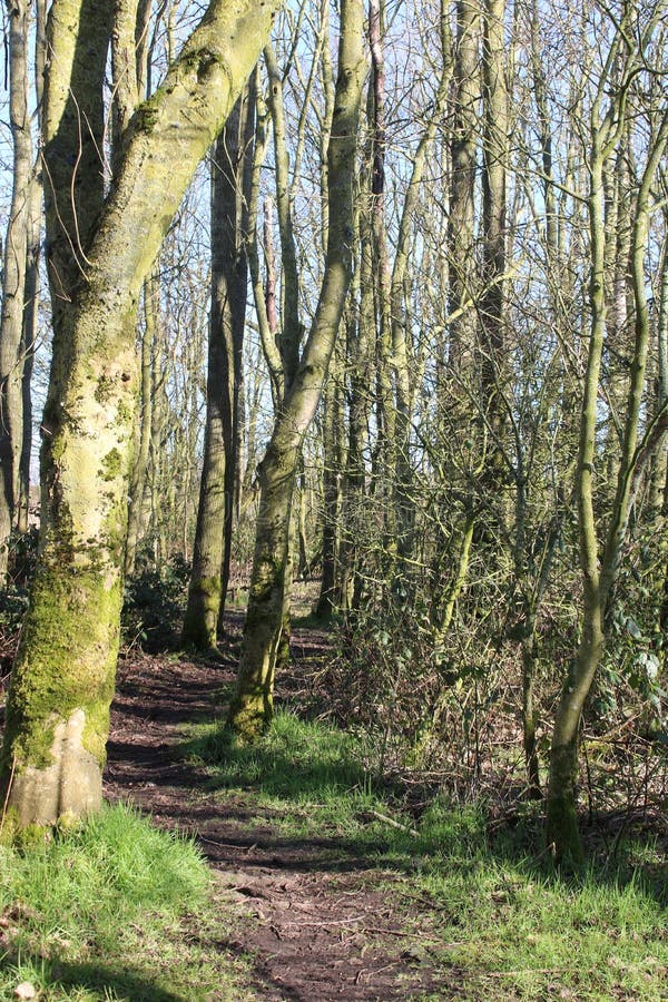 Woodland Path through Trees in Spring, Pilling Stock Photo - Image of ...