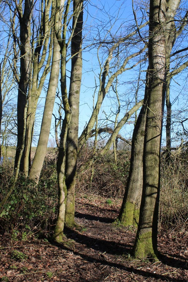 Woodland Path through Trees in Spring, Pilling Stock Image - Image of ...