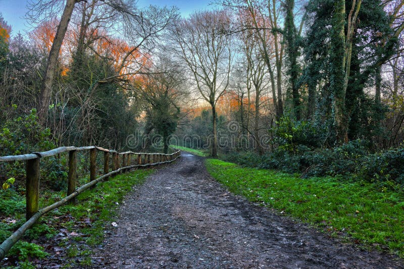 Woodland Path stock photo. Image of evening, grass, woods - 41515328